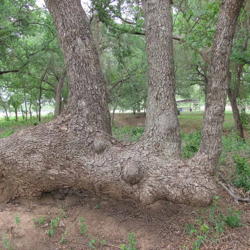 Indian Marker Trees | Arborilogical