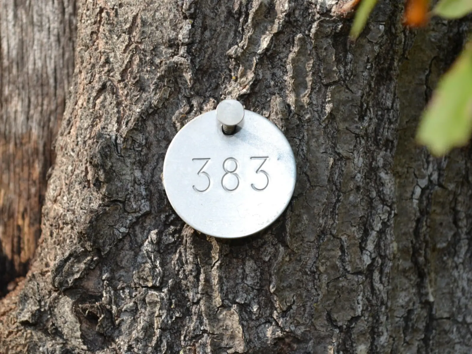 Consultation | Arborilogical