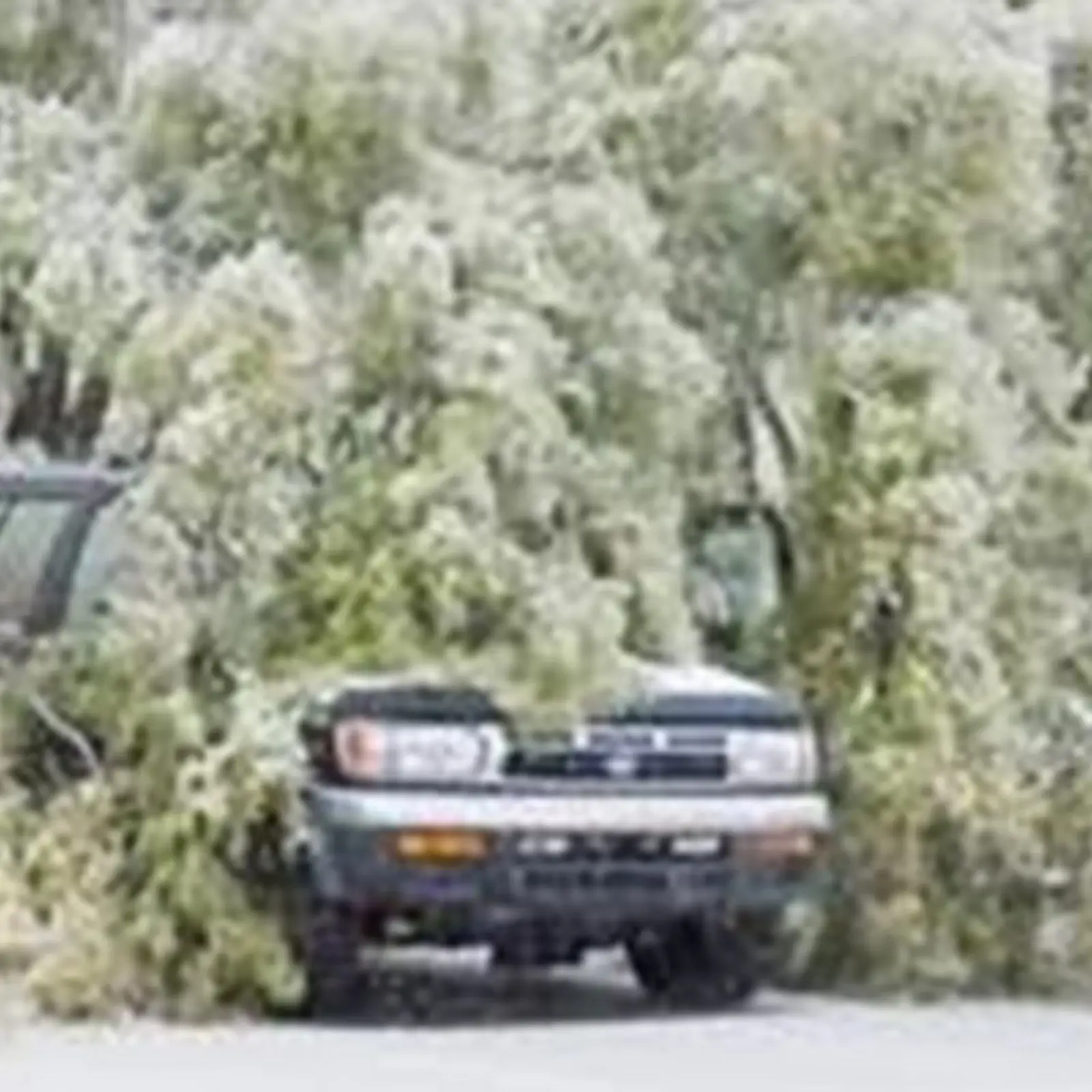 Poor Tree Maintenance | Arborilogical