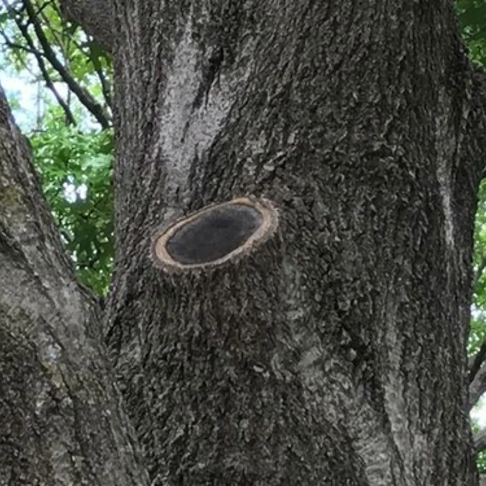 Painting Tree Cuts | Arborilogical