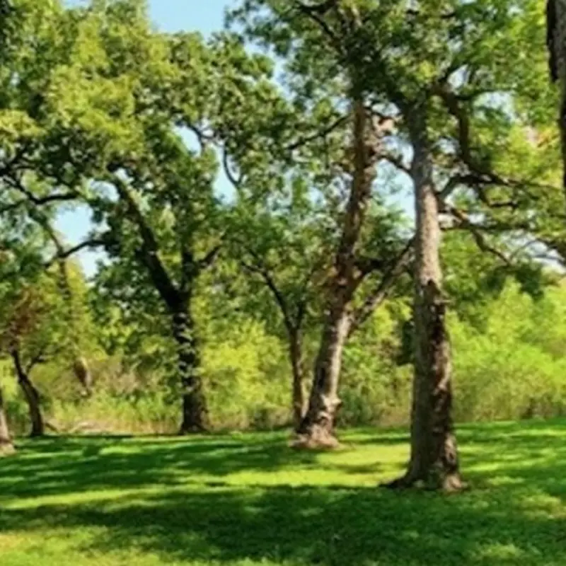Historic Trees | Arborilogical