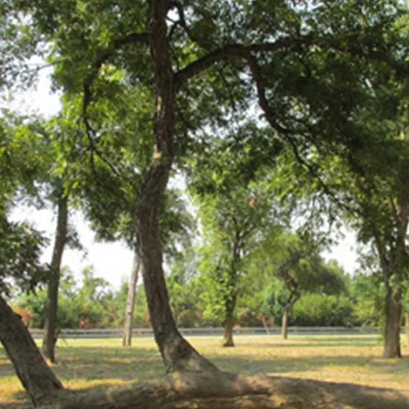 Indian Marker Trees | Arborilogical