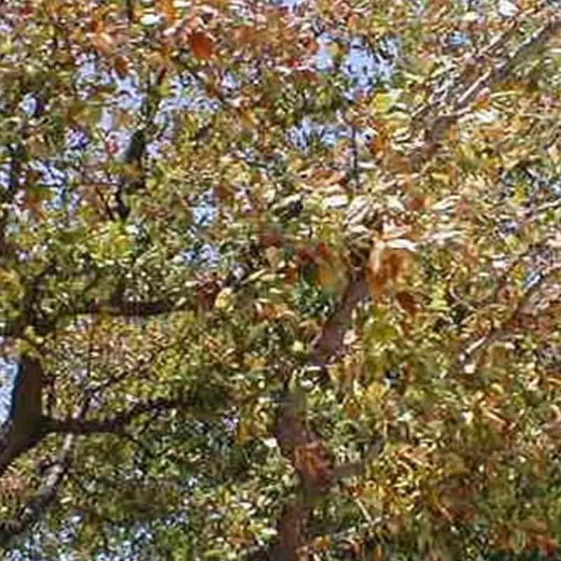 Painting Tree Cuts | Arborilogical