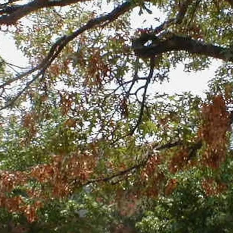 Painting Tree Cuts | Arborilogical