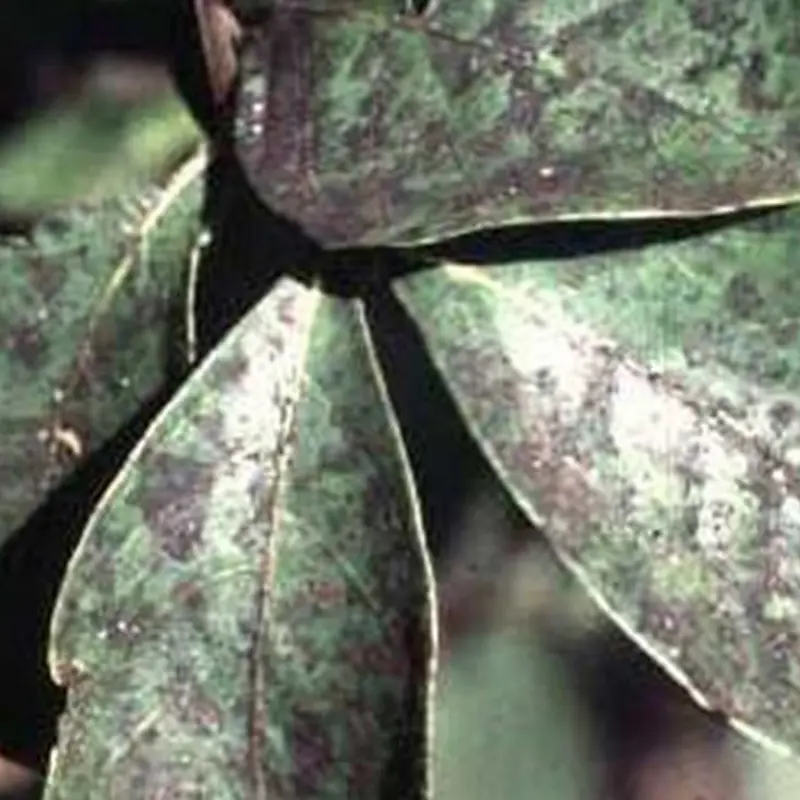 Azalea Bark Scale | Arborilogical