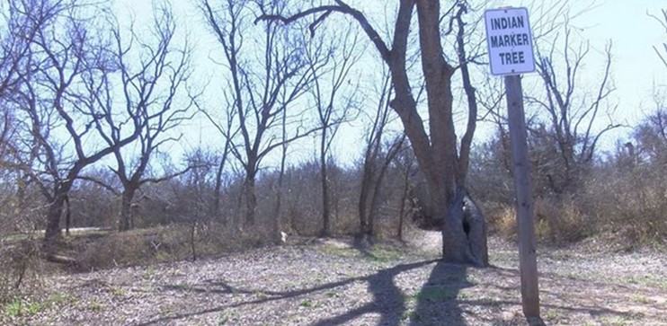 Indian Marker Trees | Arborilogical