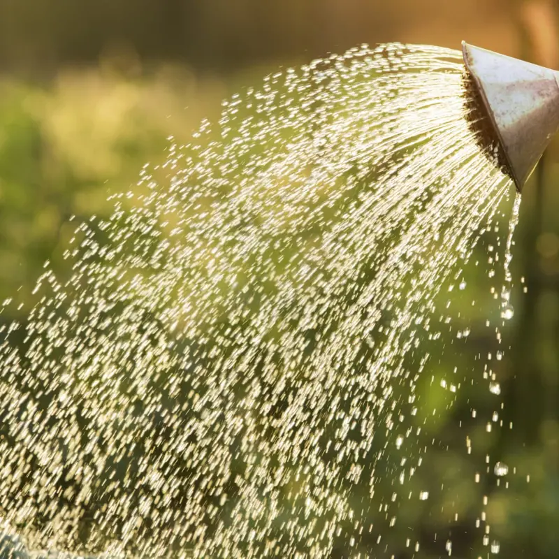 Watering Trees | Arborilogical