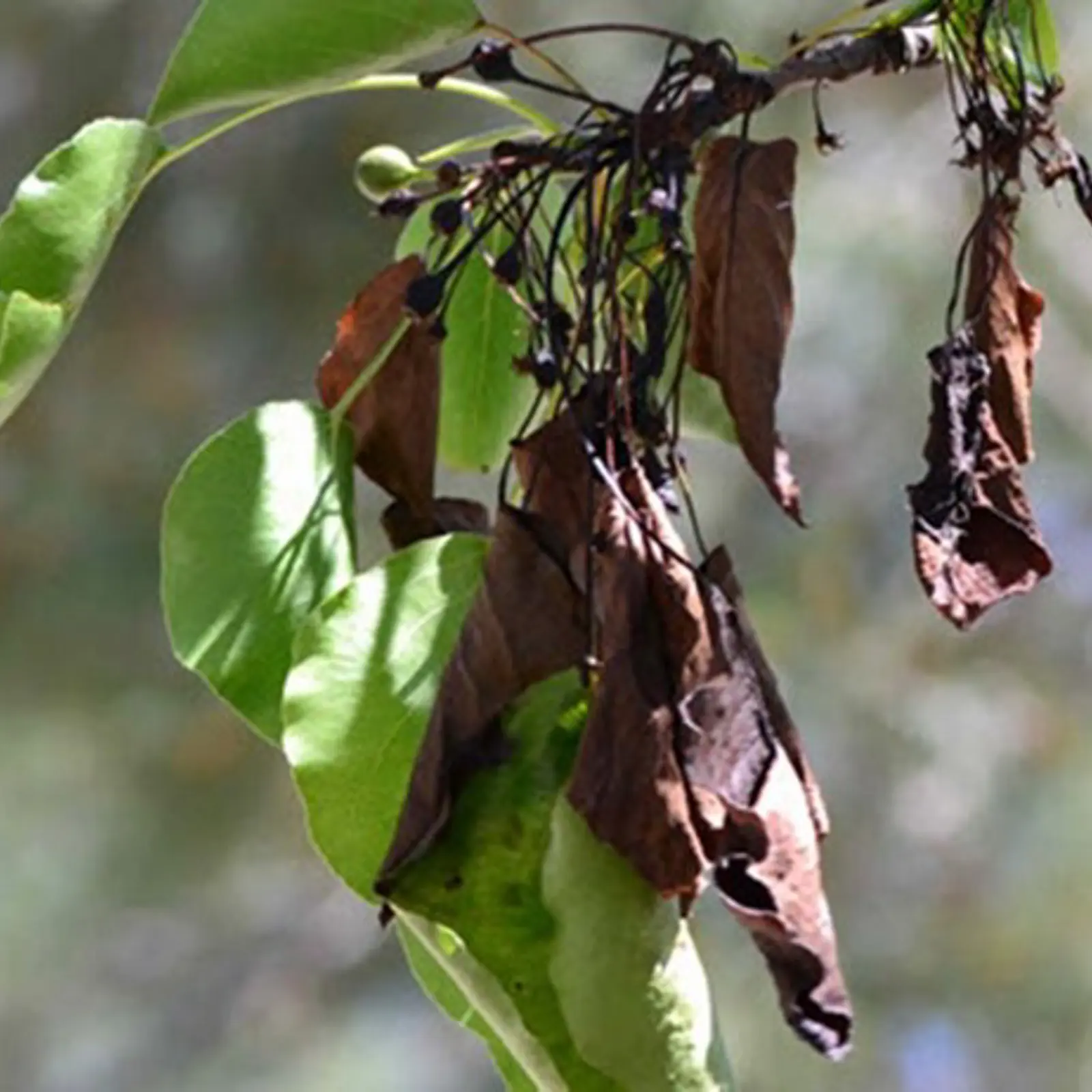 Fire Blight | Arborilogical