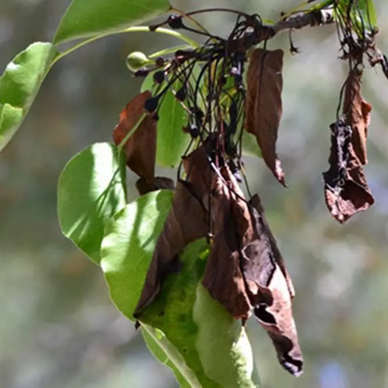 Fire Blight | Arborilogical
