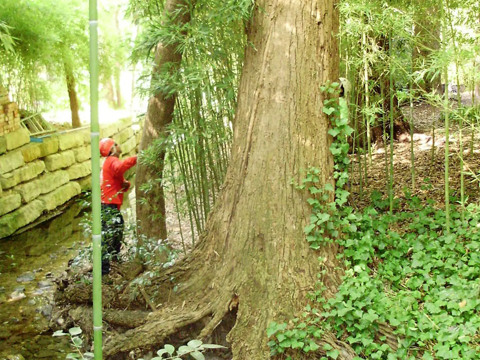 Tree Removal | Arborilogical