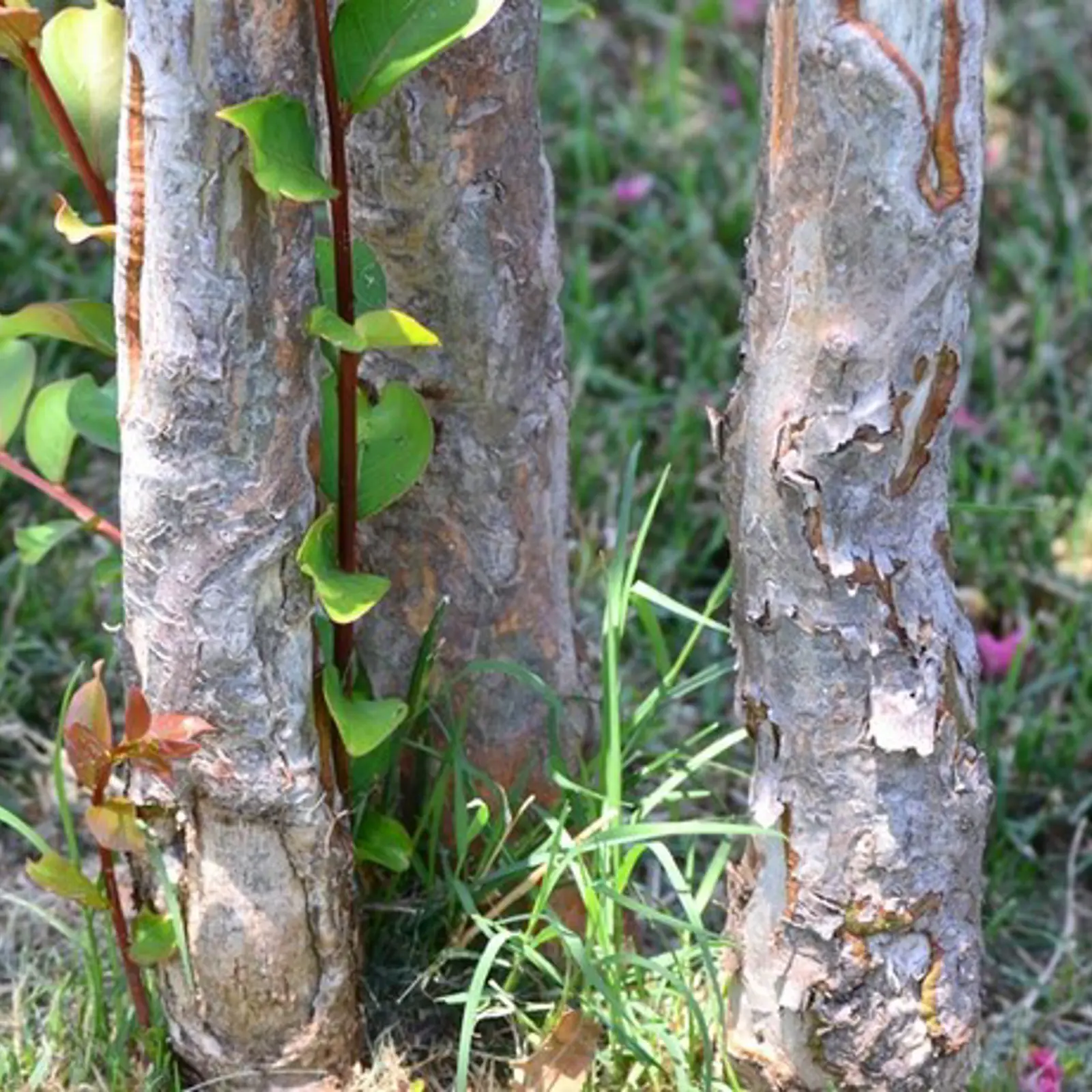 Mechanical Tree Damage | Arborilogical