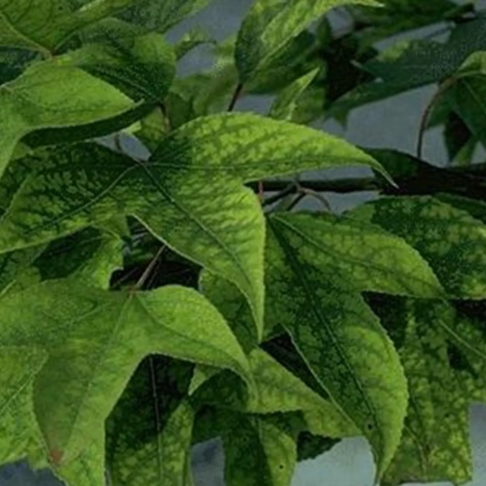 Deficiencies in Trees | Arborilogical
