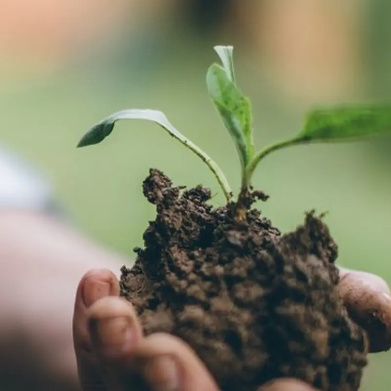 Planting Trees | Arborilogical
