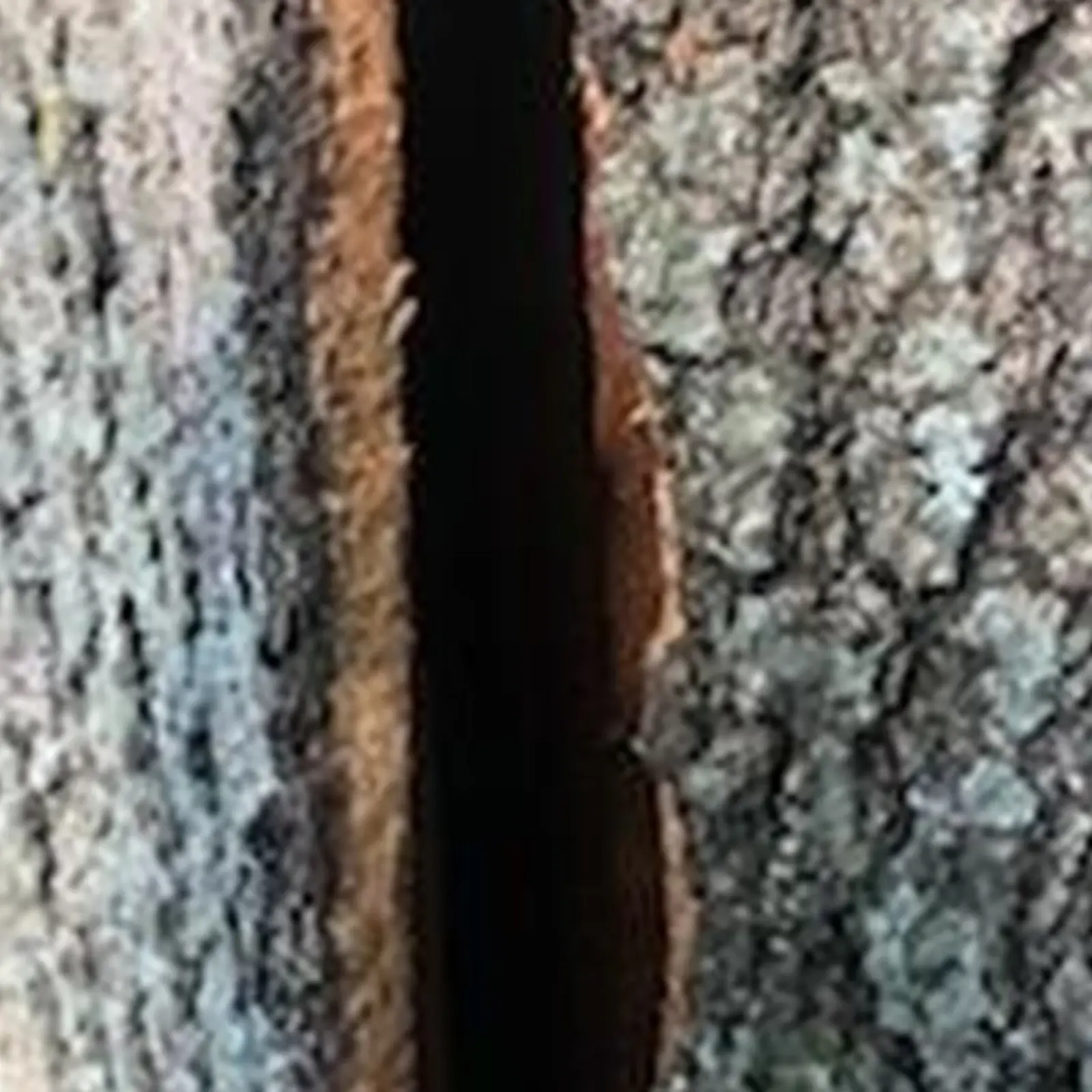 Wounds on Trees | Arborilogical