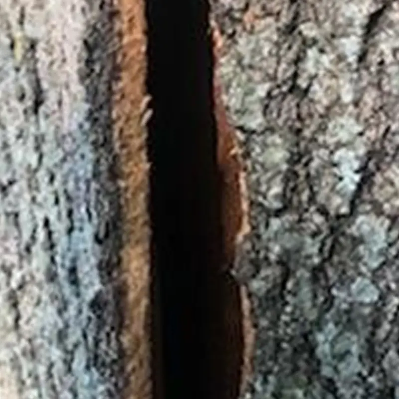 Snow and Ice Damage | Arborilogical