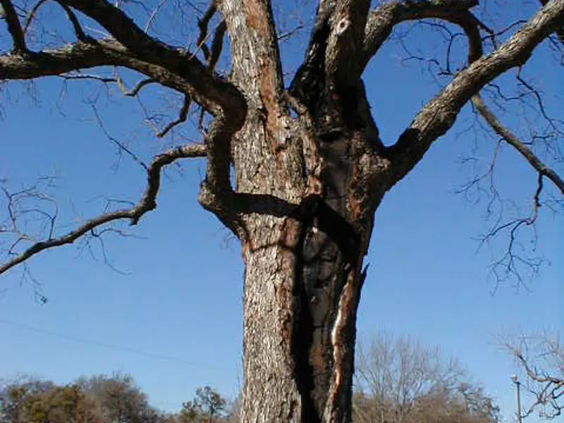 Tree Pruning | Arborilogical