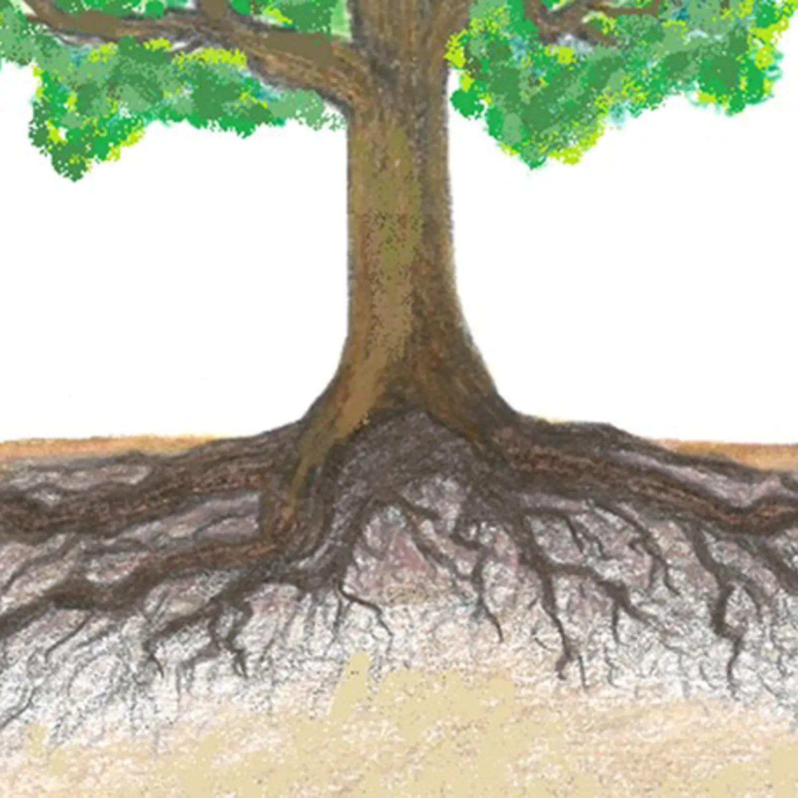 Trenching Near Trees | Arborilogical