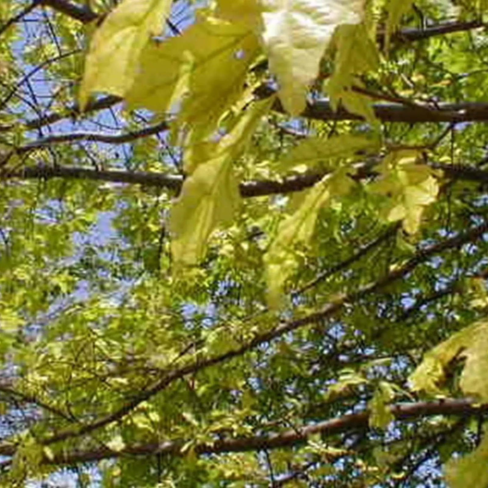 Deficiencies in Trees | Arborilogical