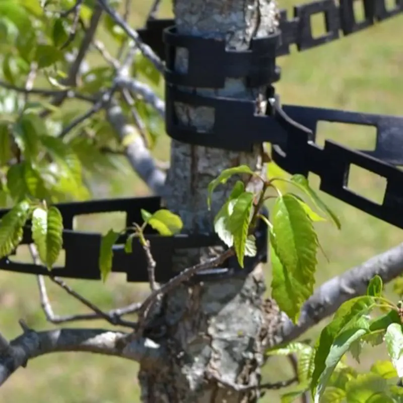 Staking Trees | Arborilogical