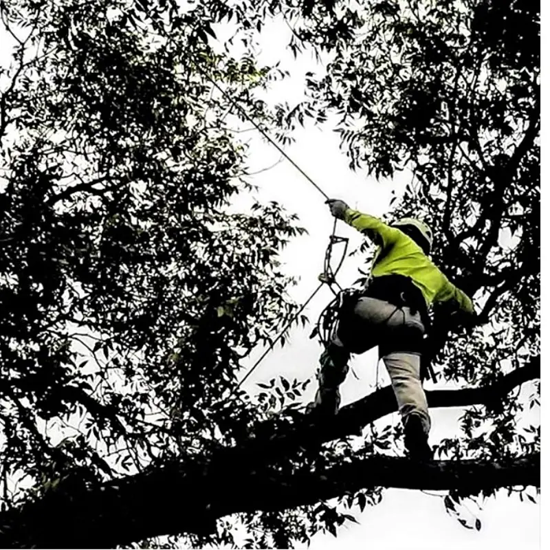Proper Pruning | Arborilogical