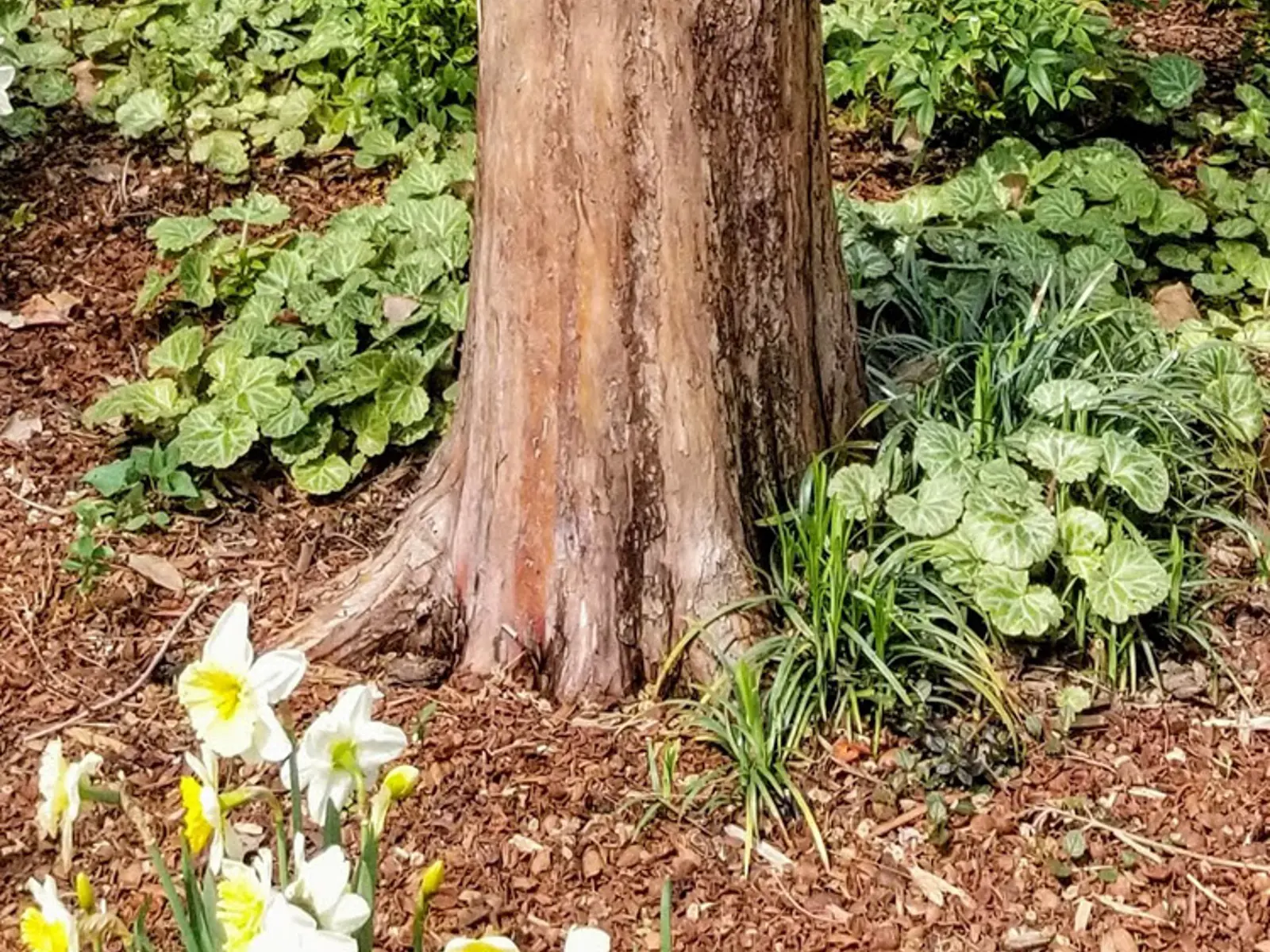 Air Spading and Root Flare Excavation | Arborilogical