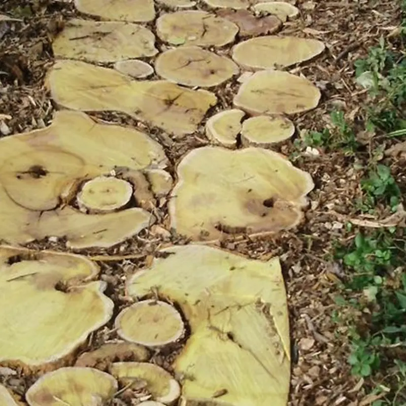 Tree Cookies | Arborilogical