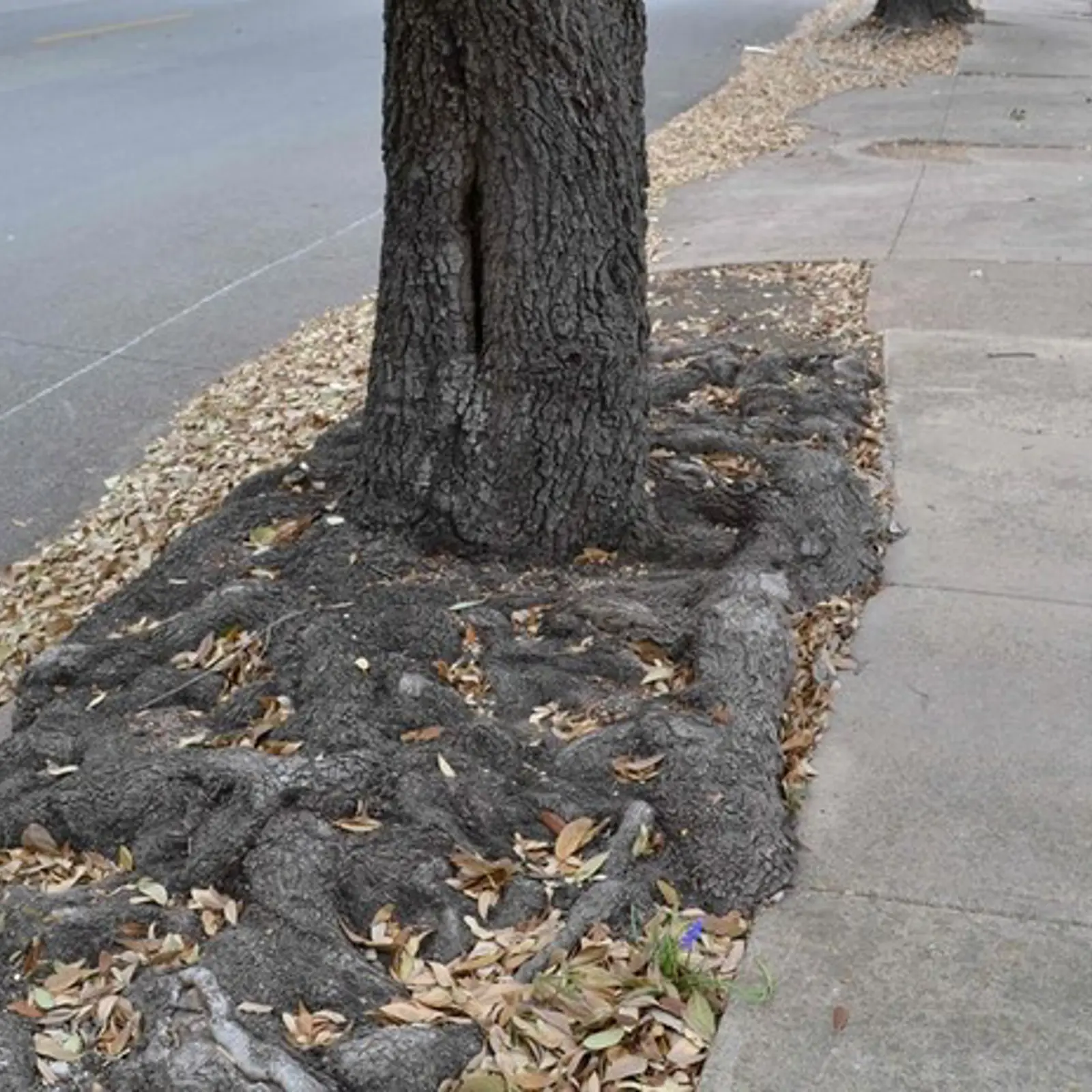 Surface Roots Arborilogical