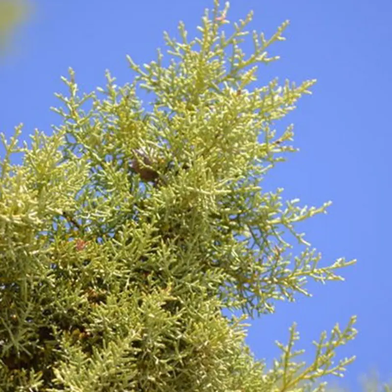 Conifers | Arborilogical