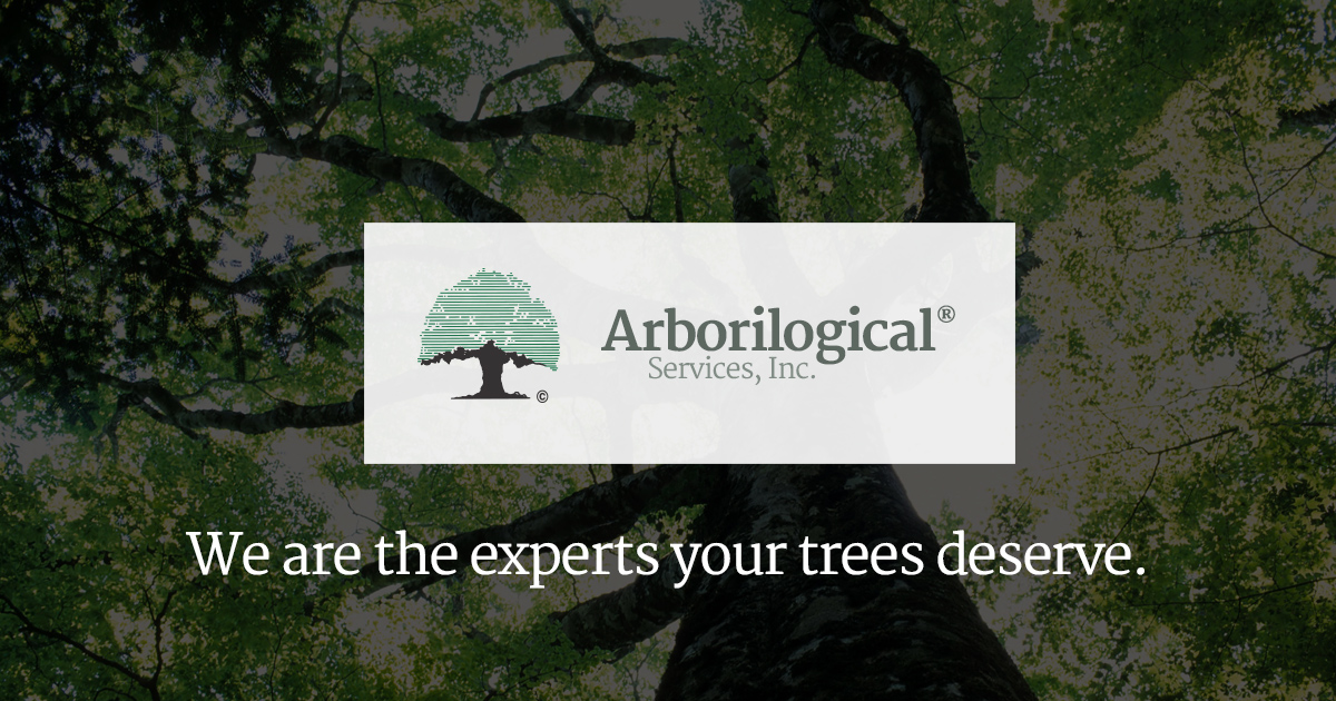 Guidelines for Tree Preservation During Construction | Arborilogical