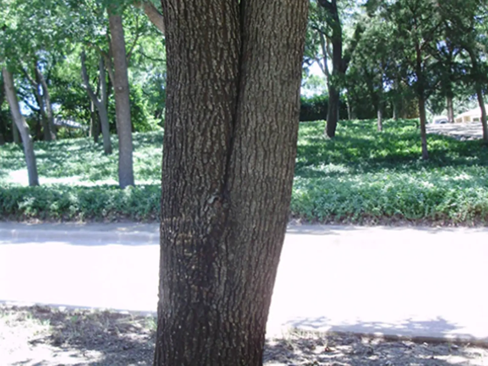 Consultation | Arborilogical