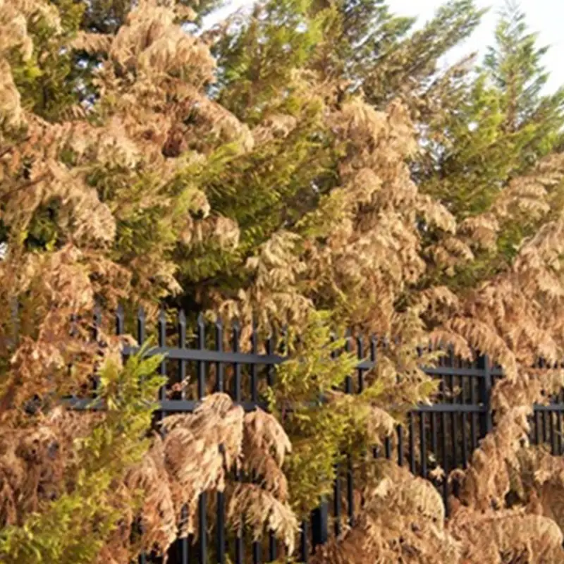Eastern Red Cedars | Arborilogical