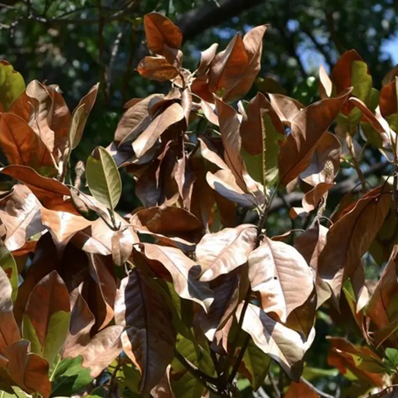 Heat Damage | Arborilogical