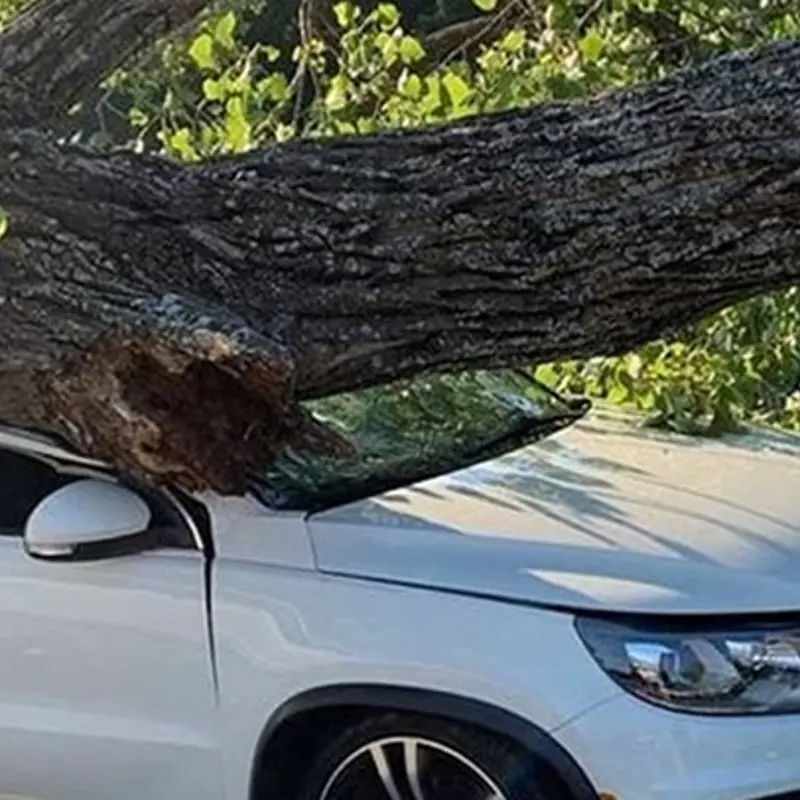 Hazardous Trees | Arborilogical