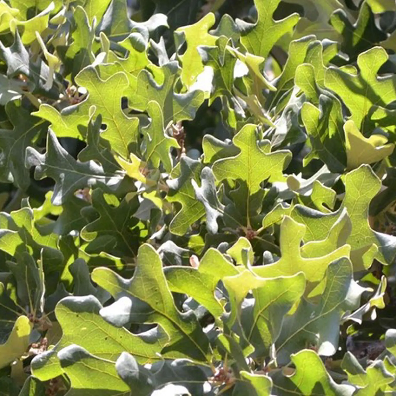 Watering Trees | Arborilogical