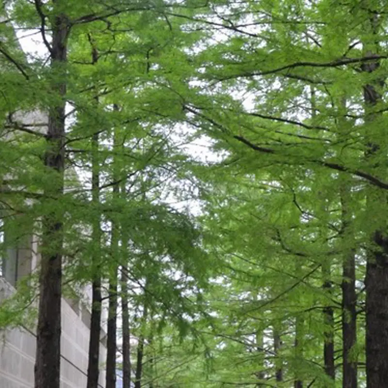 Recommended Trees Arborilogical