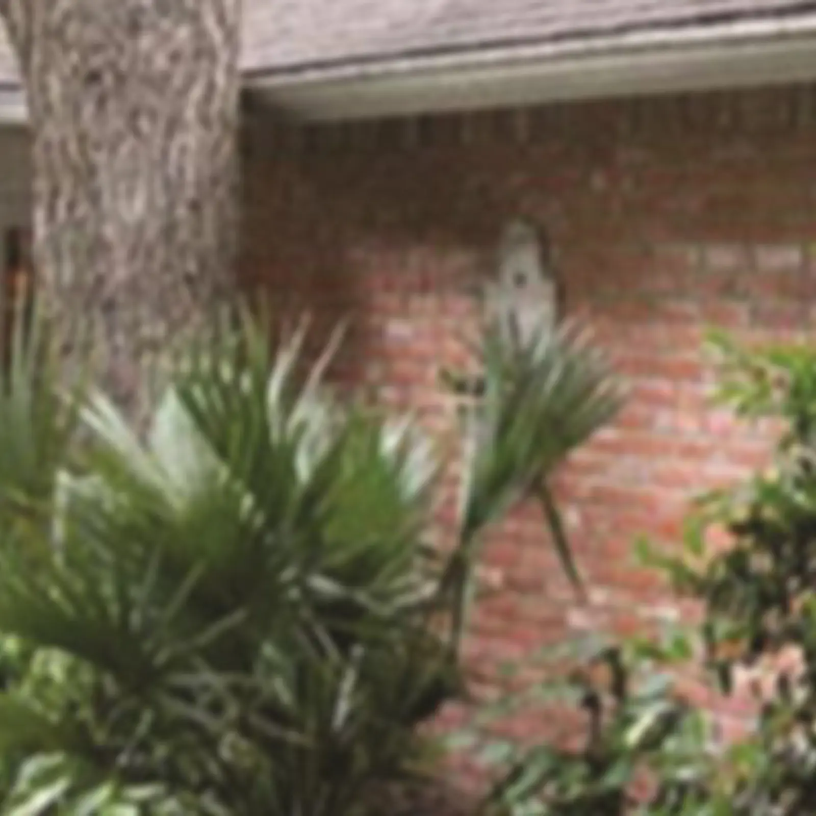 Foundations And Trees Arborilogical