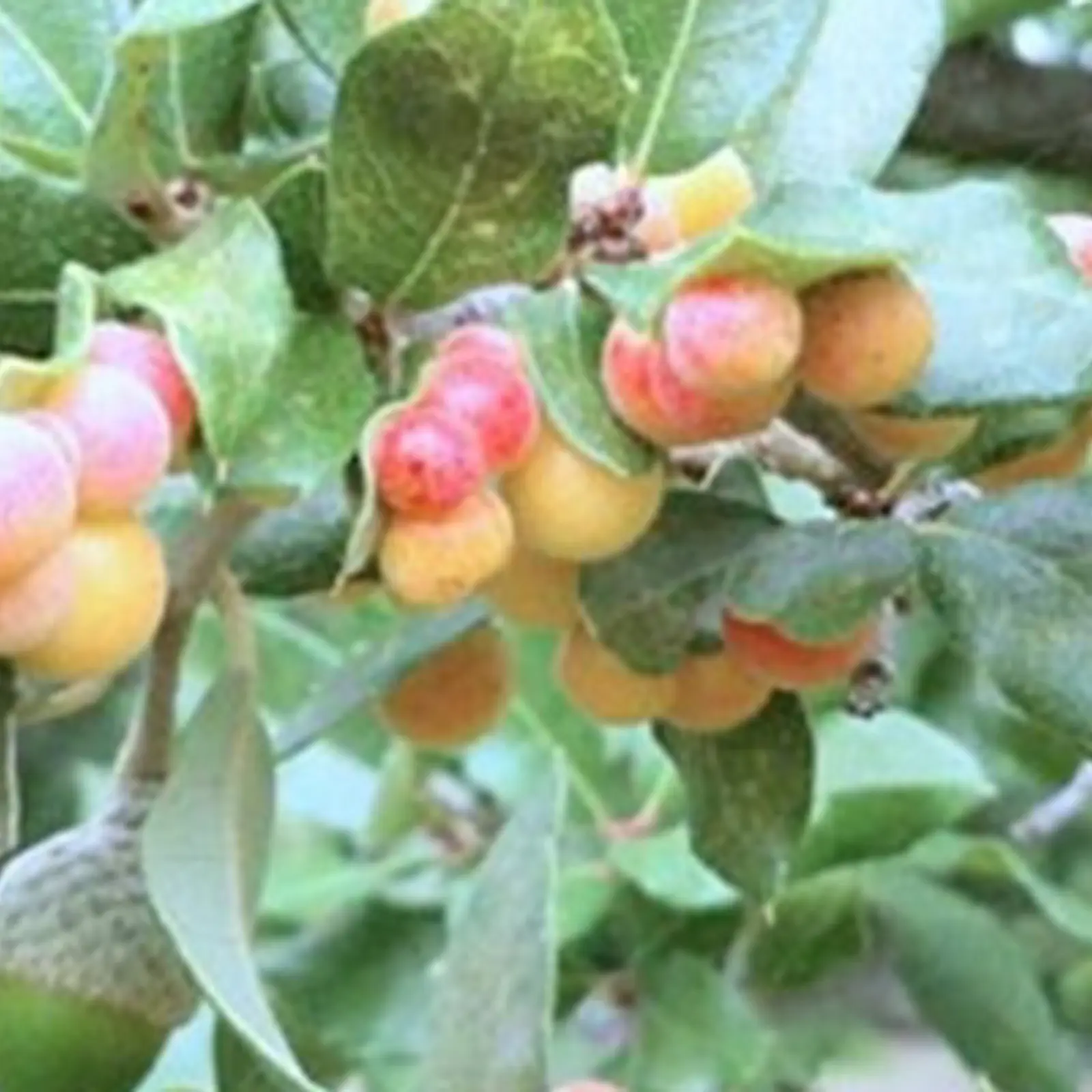 Galls | Arborilogical